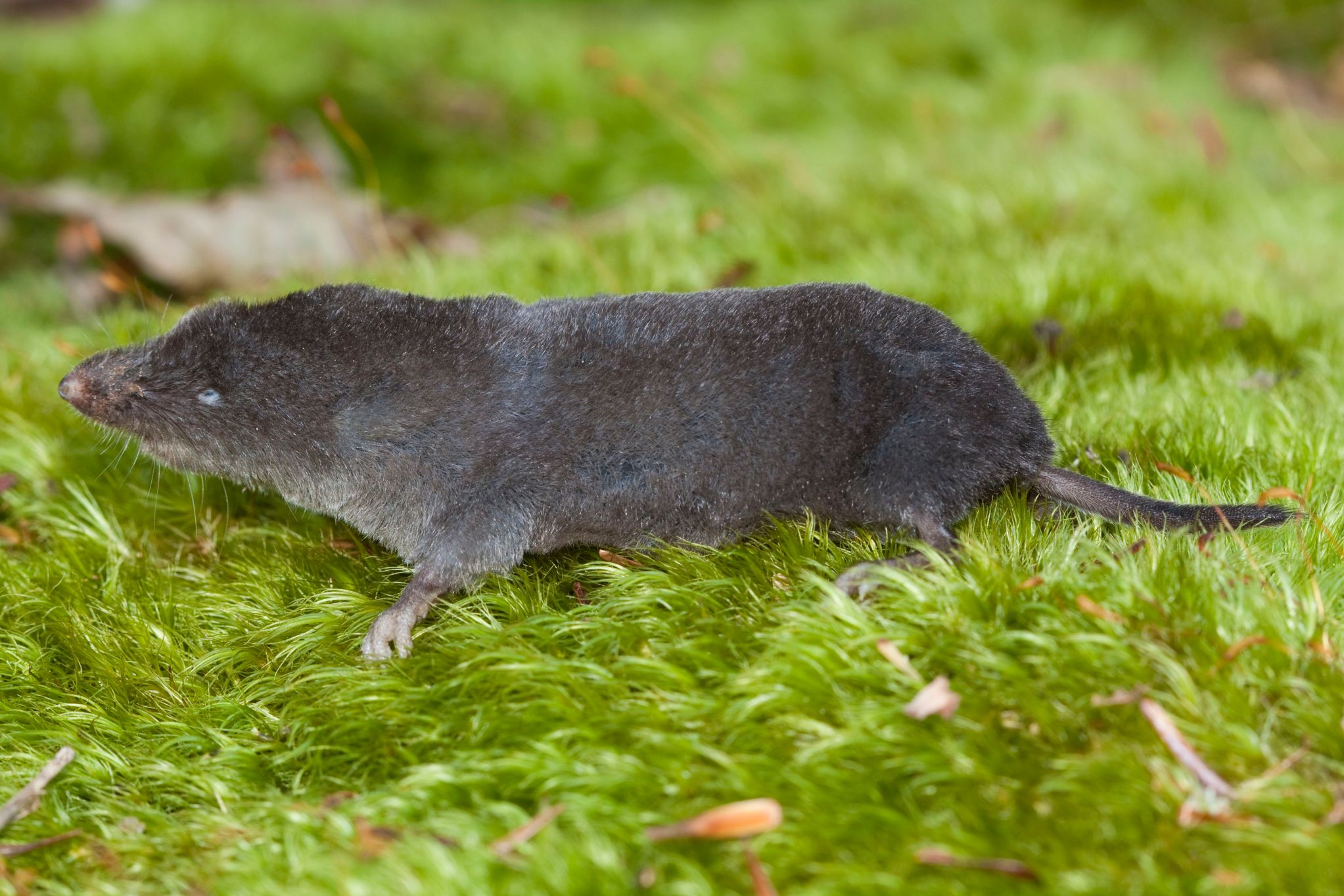 Species of the Week: Northern Short-tailed Shrew | Friends of Murphys ...