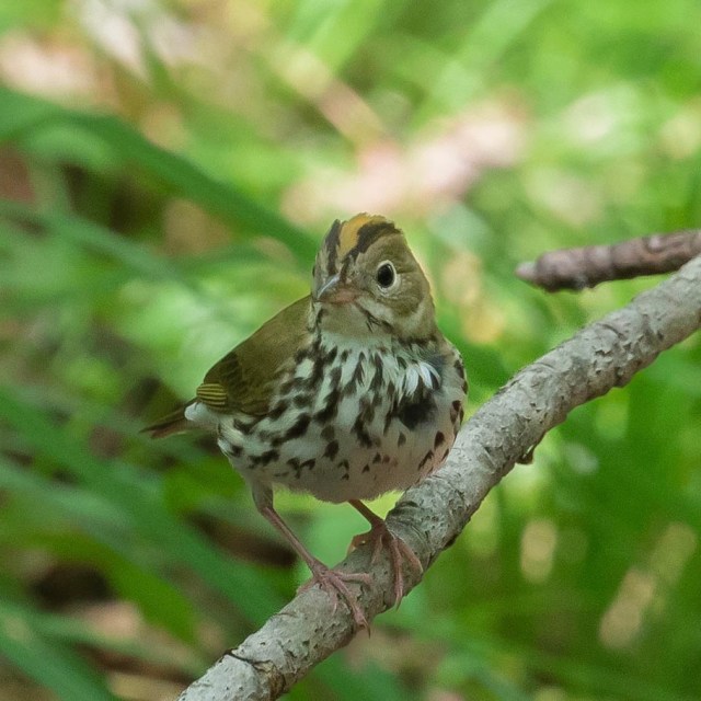 Species of the Week: Ovenbird | Friends of Murphys Point Park