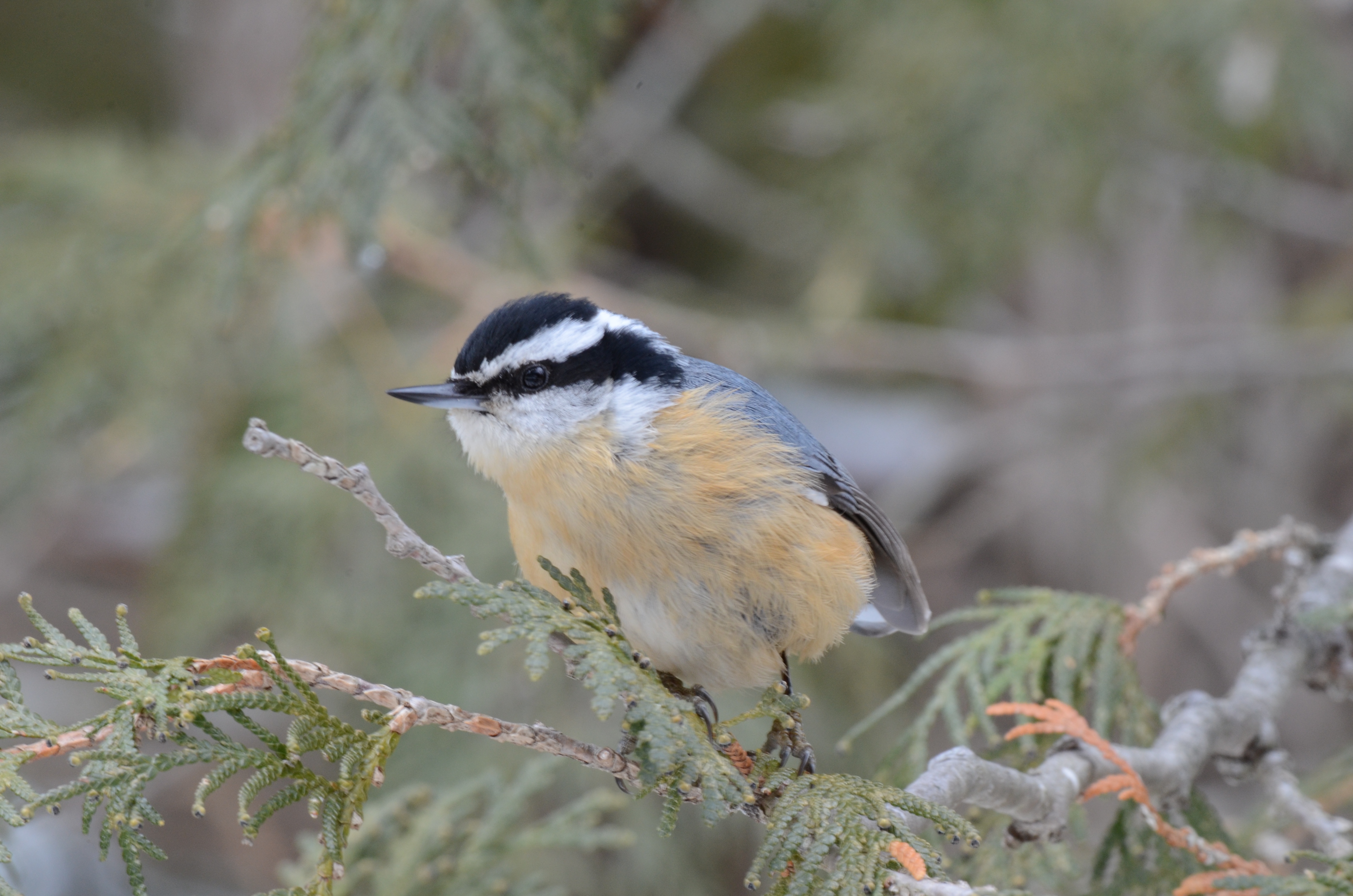 Bird of the Month: Red-breasted Nuthatch | Friends of Murphys Point Park