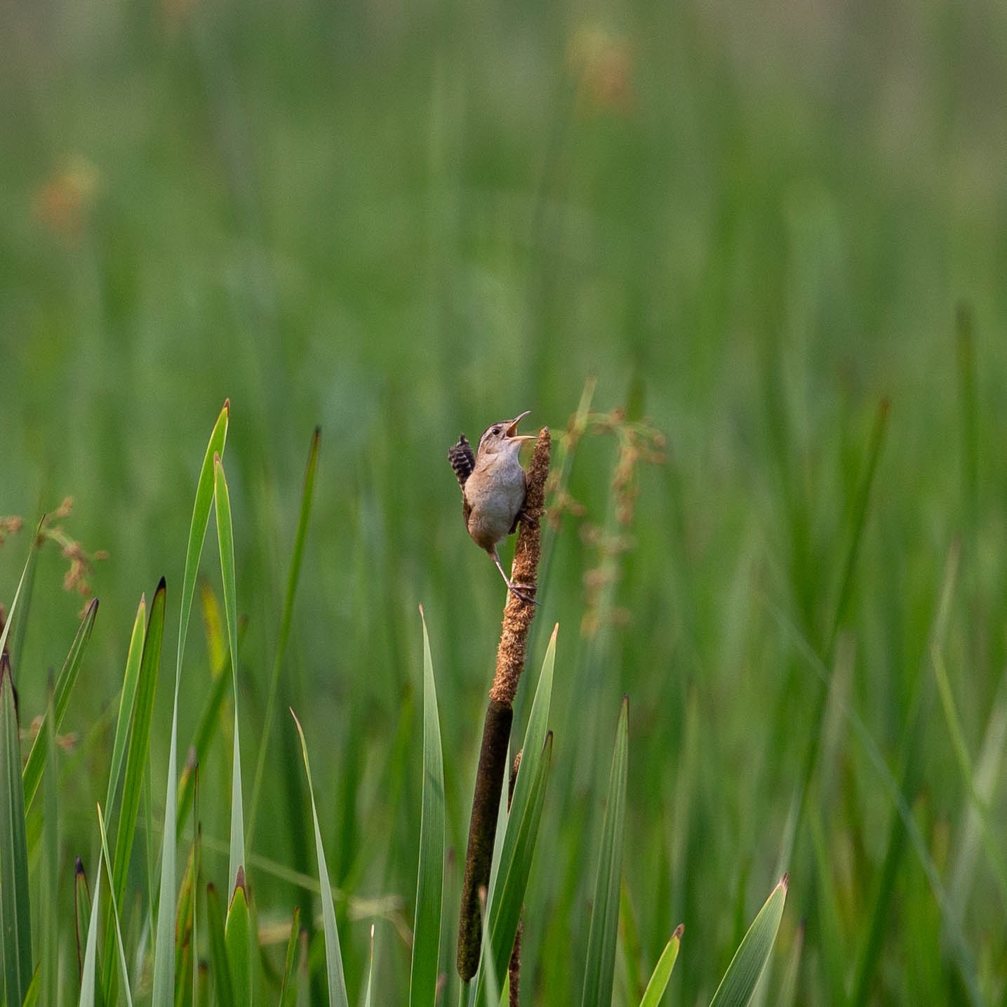Bird of the Month: Marsh Wren | Friends of Murphys Point Park