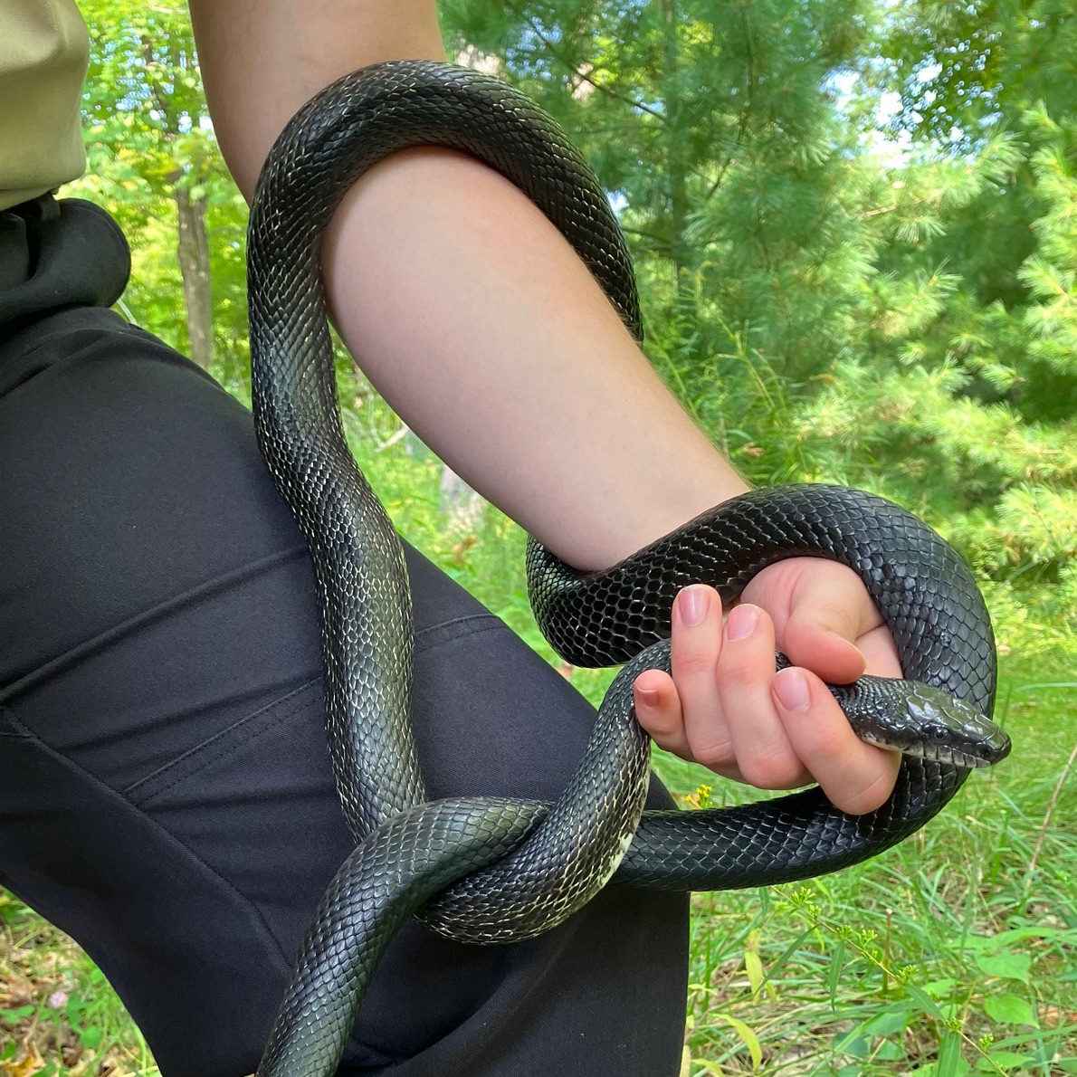 Snake Talk Season at Murphys Point | Friends of Murphys Point Park