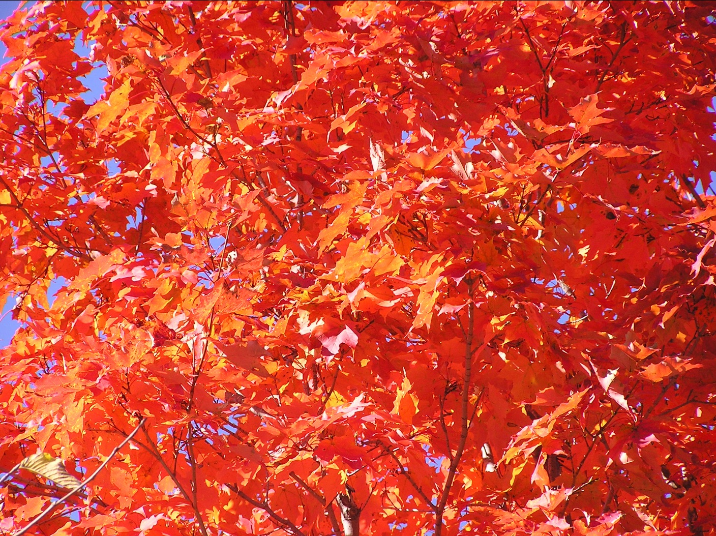 Fall Colours at Murphys Point | Friends of Murphys Point Park