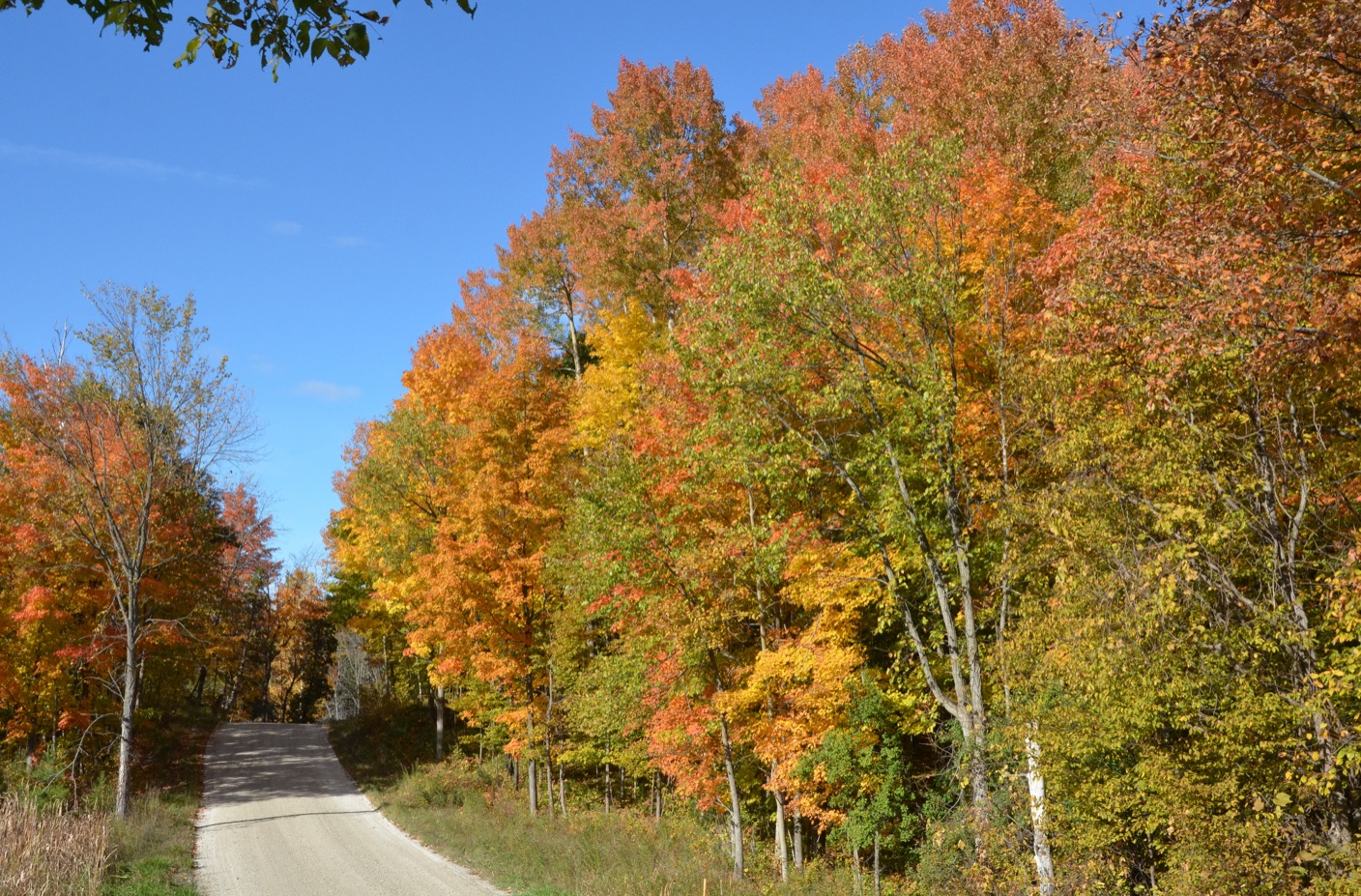 Fall Colours at Murphys Point | Friends of Murphys Point Park