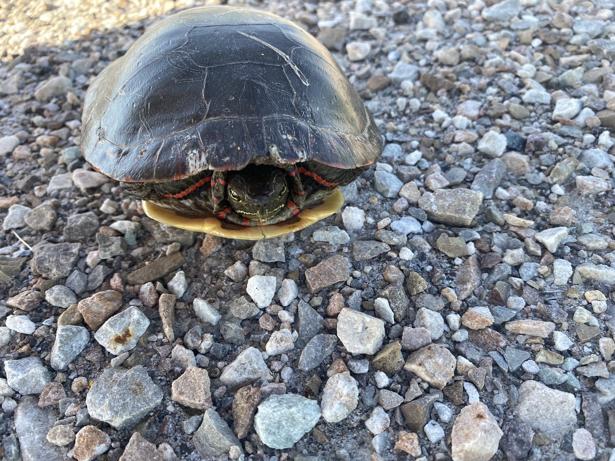 Turtles and Nesting | Friends of Murphys Point Park