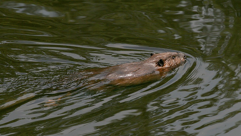 Beavers, A National Symbol | Friends of Murphys Point Park